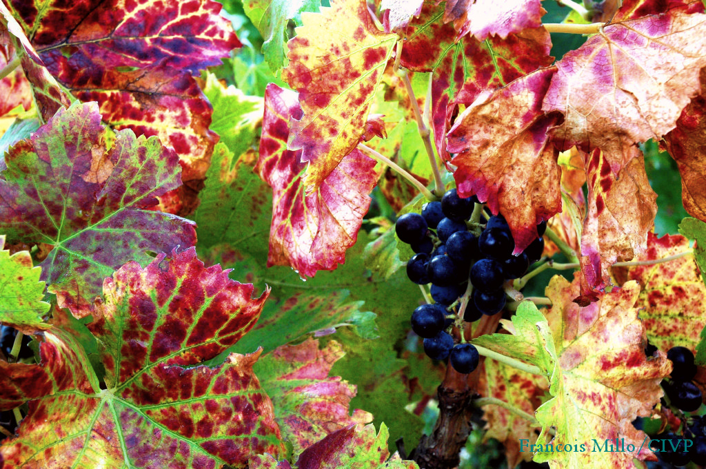 The Wine Roads of Provence - WORLD PROPERTY JOURNAL Global News Center